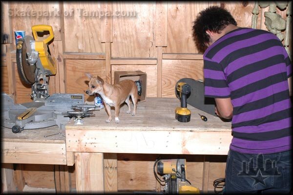 Canine supervision — Skatepark of Tampa